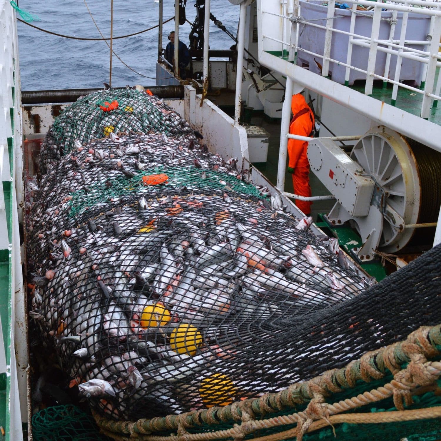 Rete a strascico - Bacalao - Vónin - da pesca