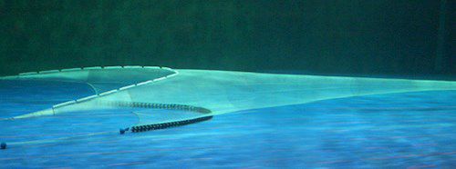 Rete a strascico - Bacalao - Vónin - da pesca