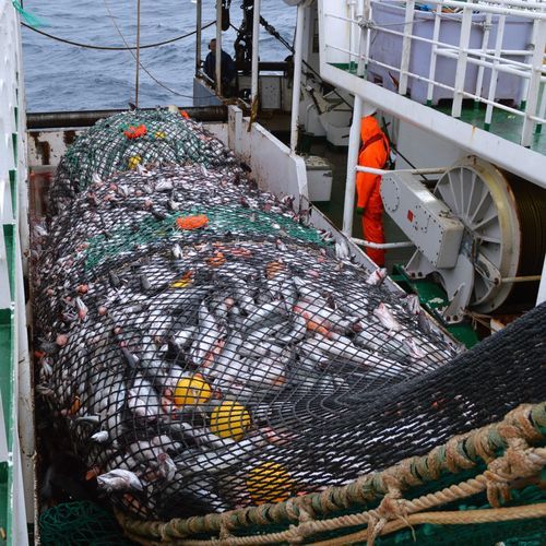 Rete a strascico - Bacalao - Vónin - da pesca